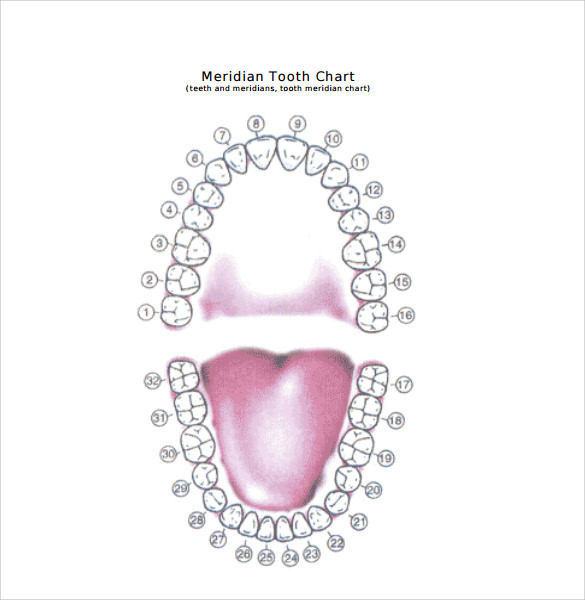 FREE 16 Sample Teeth Chart Templates In PDF MS Word